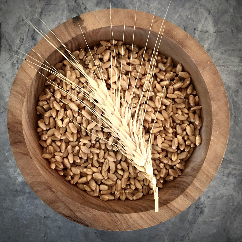 Patwin Hard White Winter Wheat Kernels – Community Grains